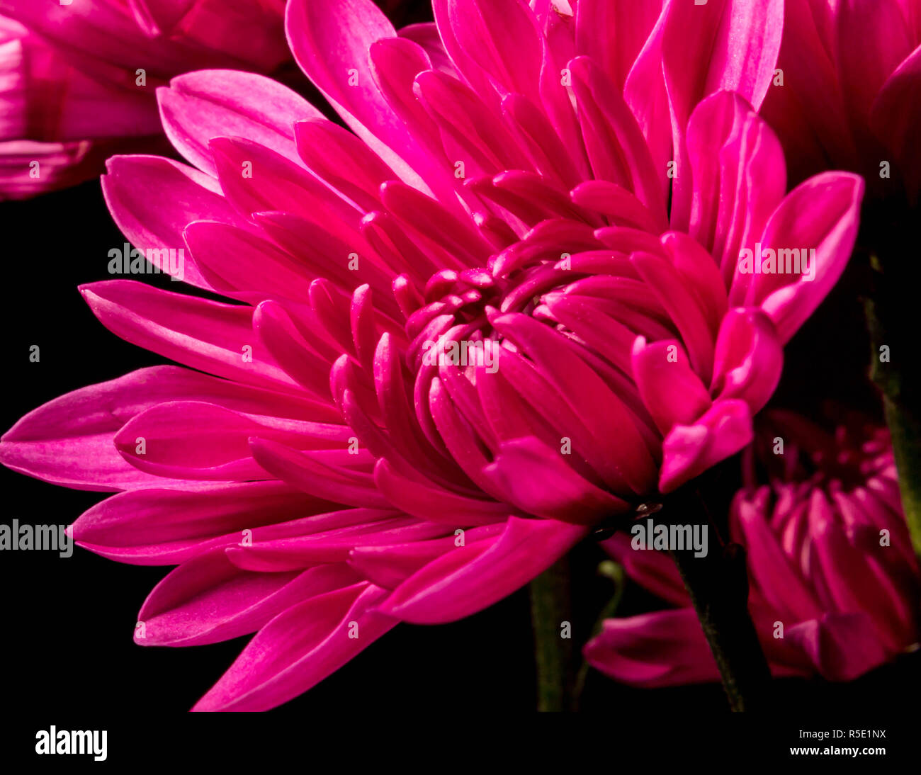 Purple mums hi-res stock photography and images - Alamy