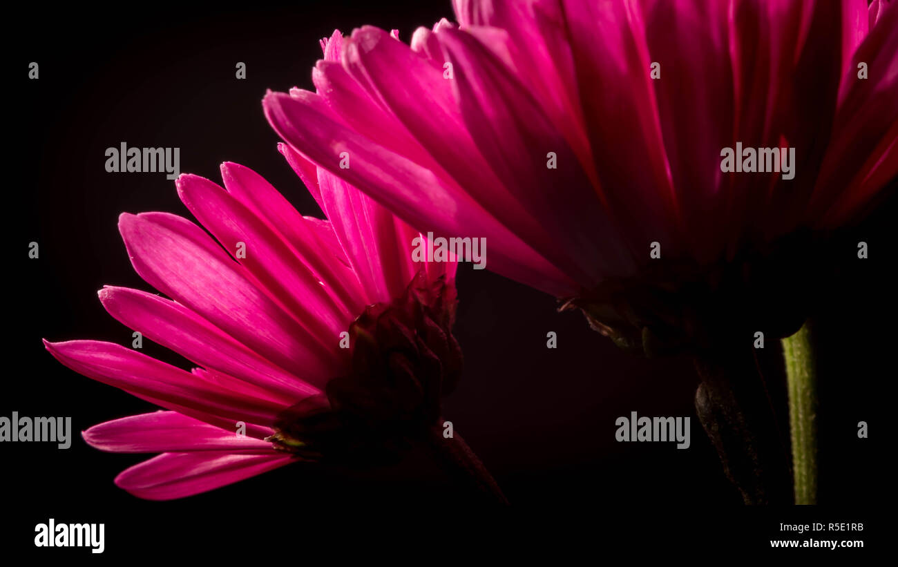 Purple mums hi-res stock photography and images - Alamy