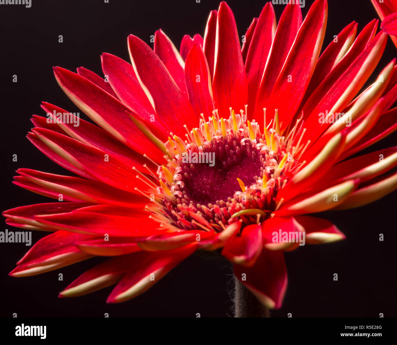 Single Low-Key Gerbera Daisy Stock Photo - Alamy