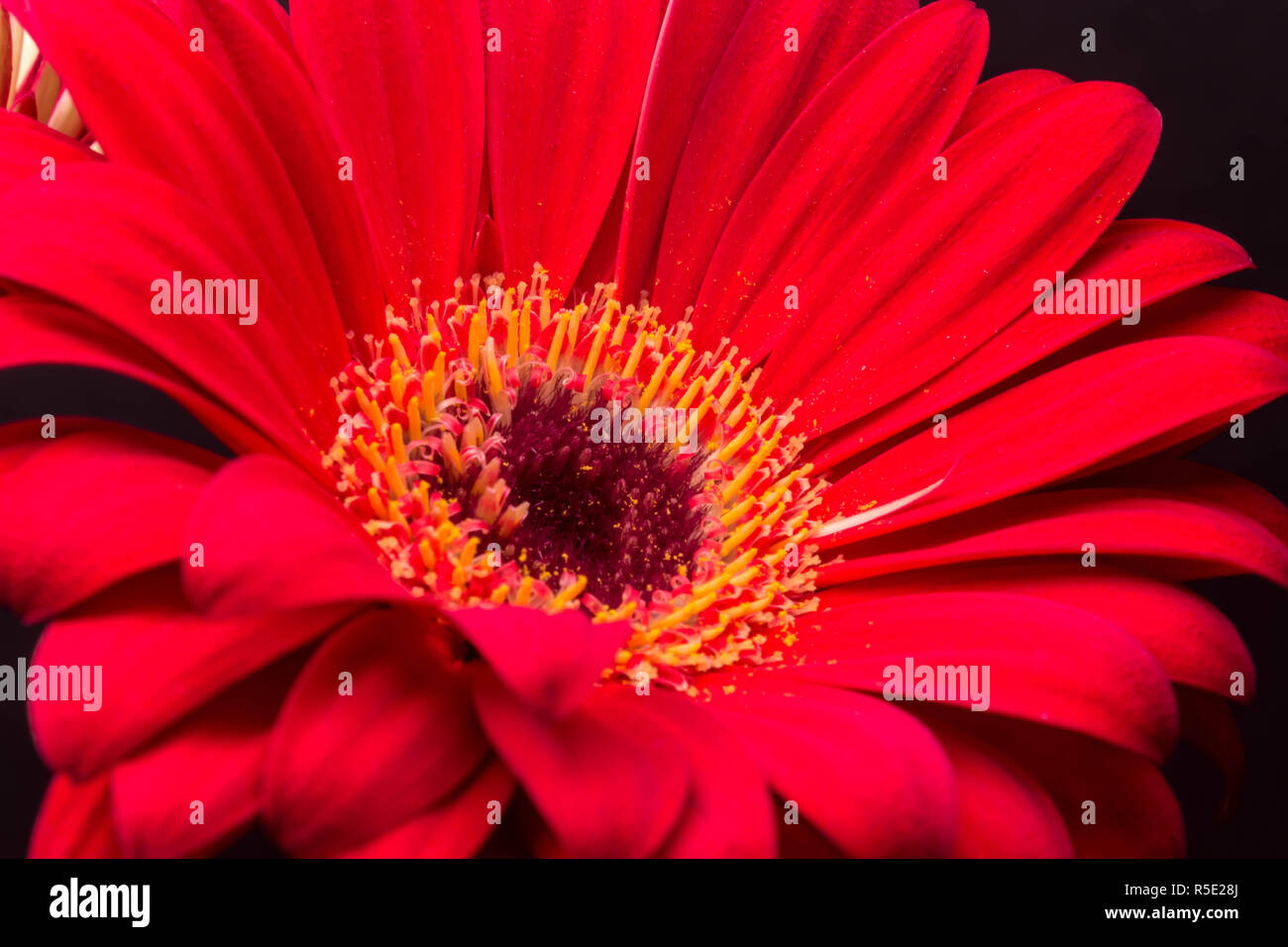 Single Low-Key Gerbera Daisy Stock Photo - Alamy