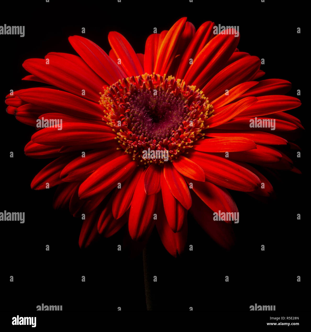 Single Low-Key Gerbera Daisy Stock Photo - Alamy