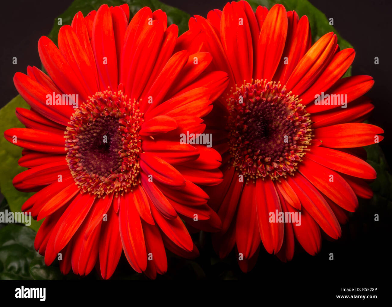 Two yellow gerbera hi-res stock photography and images - Alamy