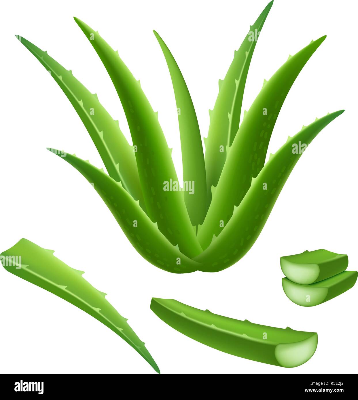 Aloe vera isolated flower Stock Vector Images - Alamy