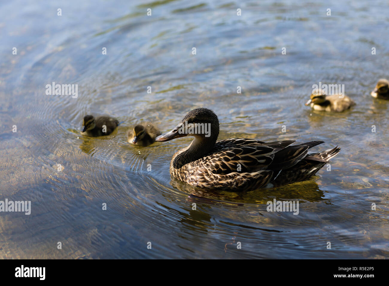 Mother duck with ducklings Stock Photo - Alamy
