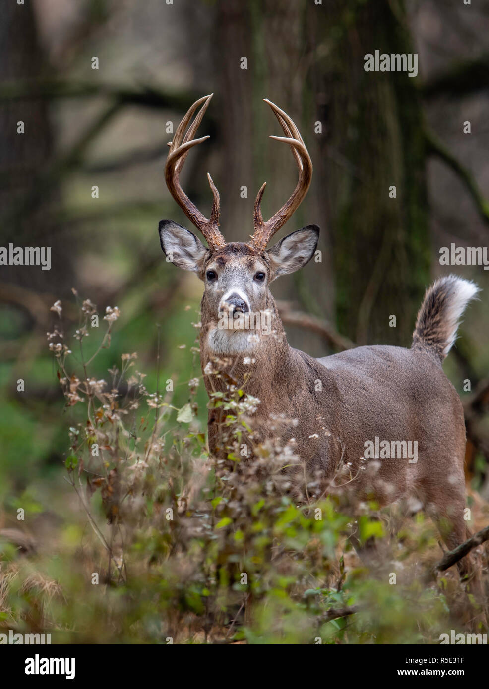 White Tailed Deer Buck Stock Photo - Alamy