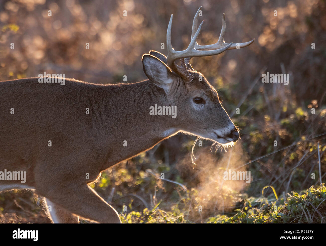 Bull tailed hi-res stock photography and images - Alamy