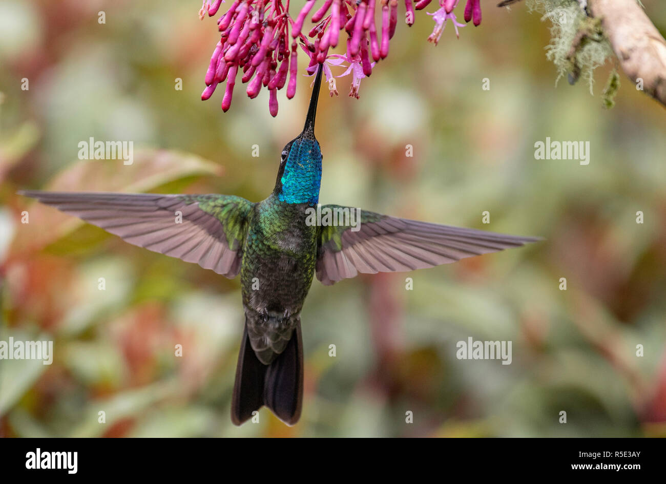Hummingbird in Costa Rica Stock Photo - Alamy