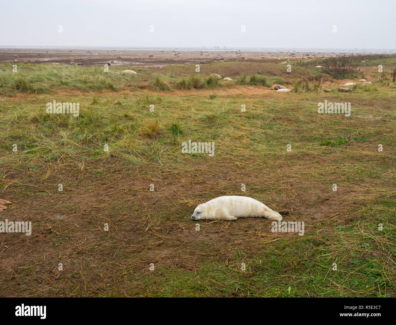 Donna Nook Grey Seal Colony, Lincolnshire Stock Photo - Alamy