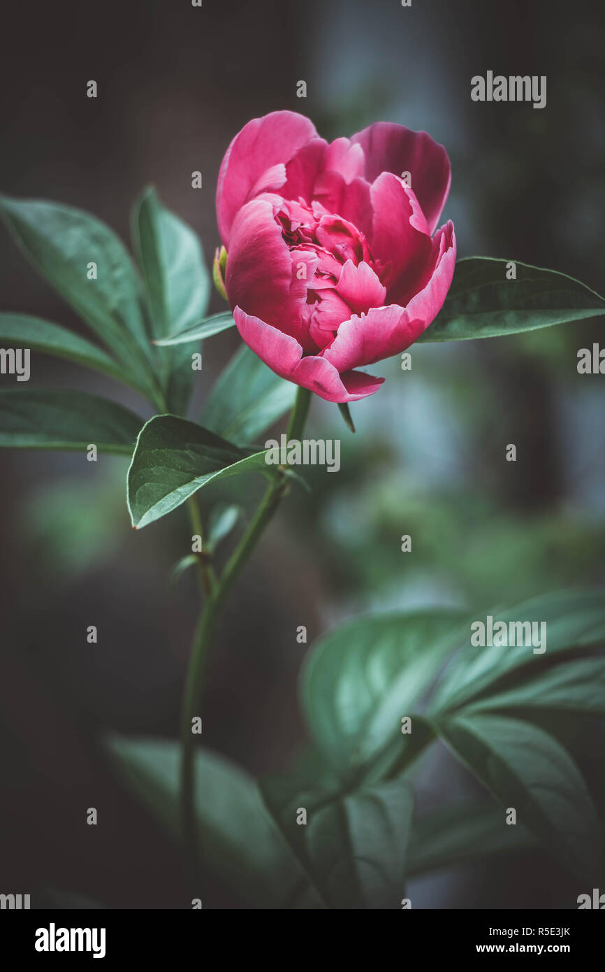 Magic flower hi-res stock photography and images - Alamy