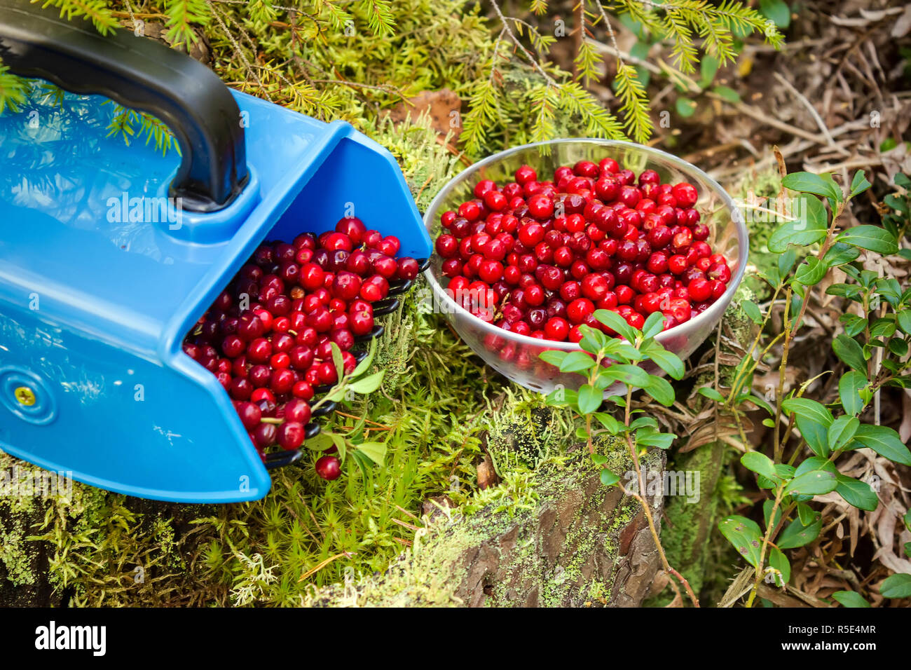 Close-up of a blue plastic Berry picker and bowl full of raw ...