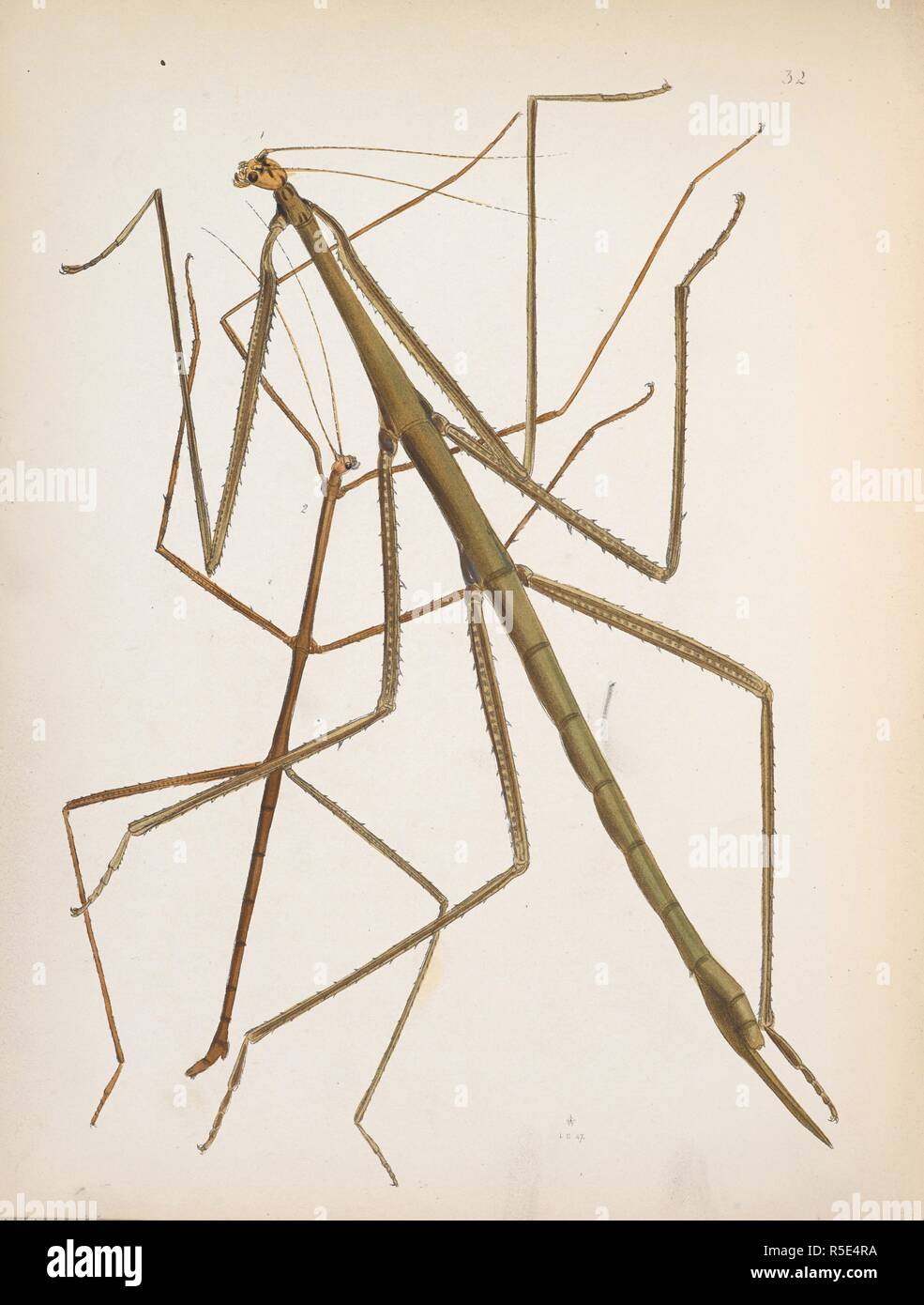 Stick insect. Giant sticks. ORDERâ€” ORTHOPTERA. Sectionâ€” Ambulatoria ...