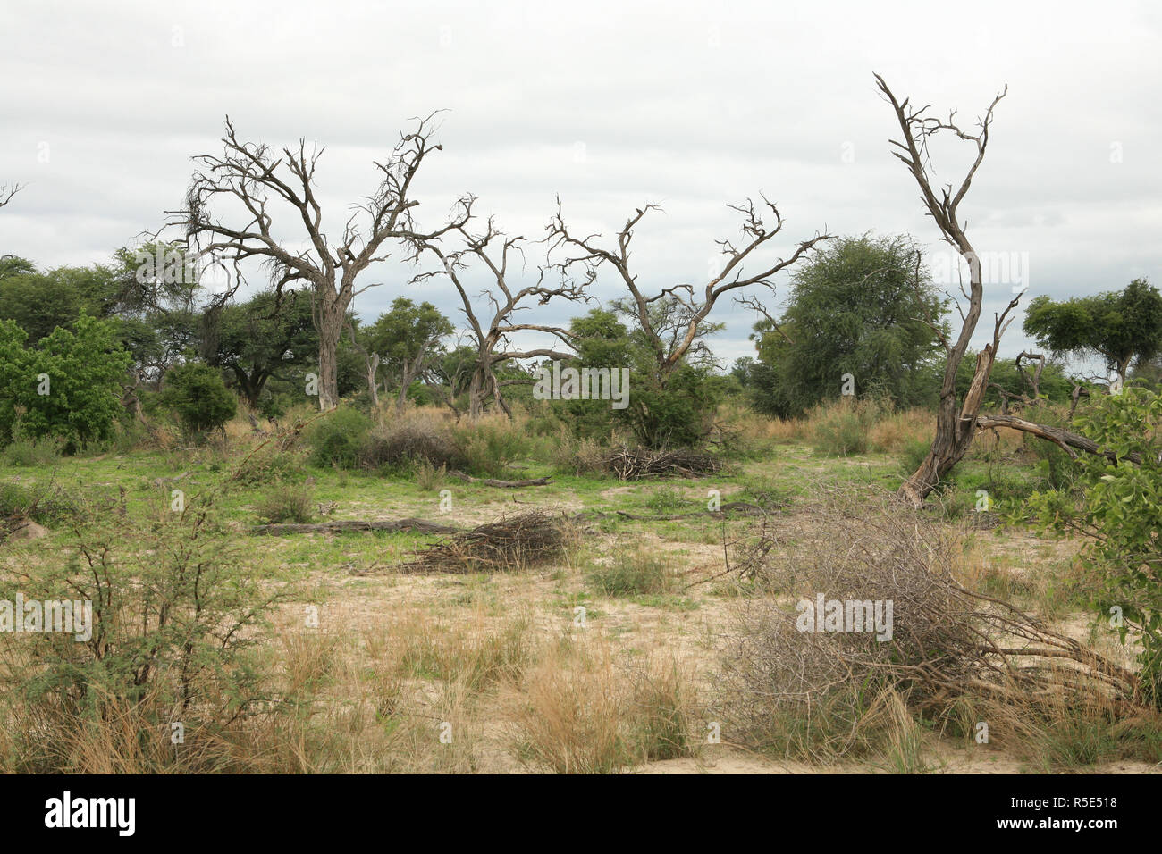 African savannah summer pictrures wild safari Tanzania Rwanda Botswana ...