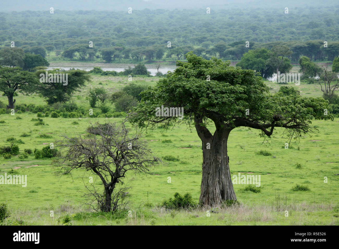 African savannah summer pictrures wild safari Tanzania Rwanda Botswana ...