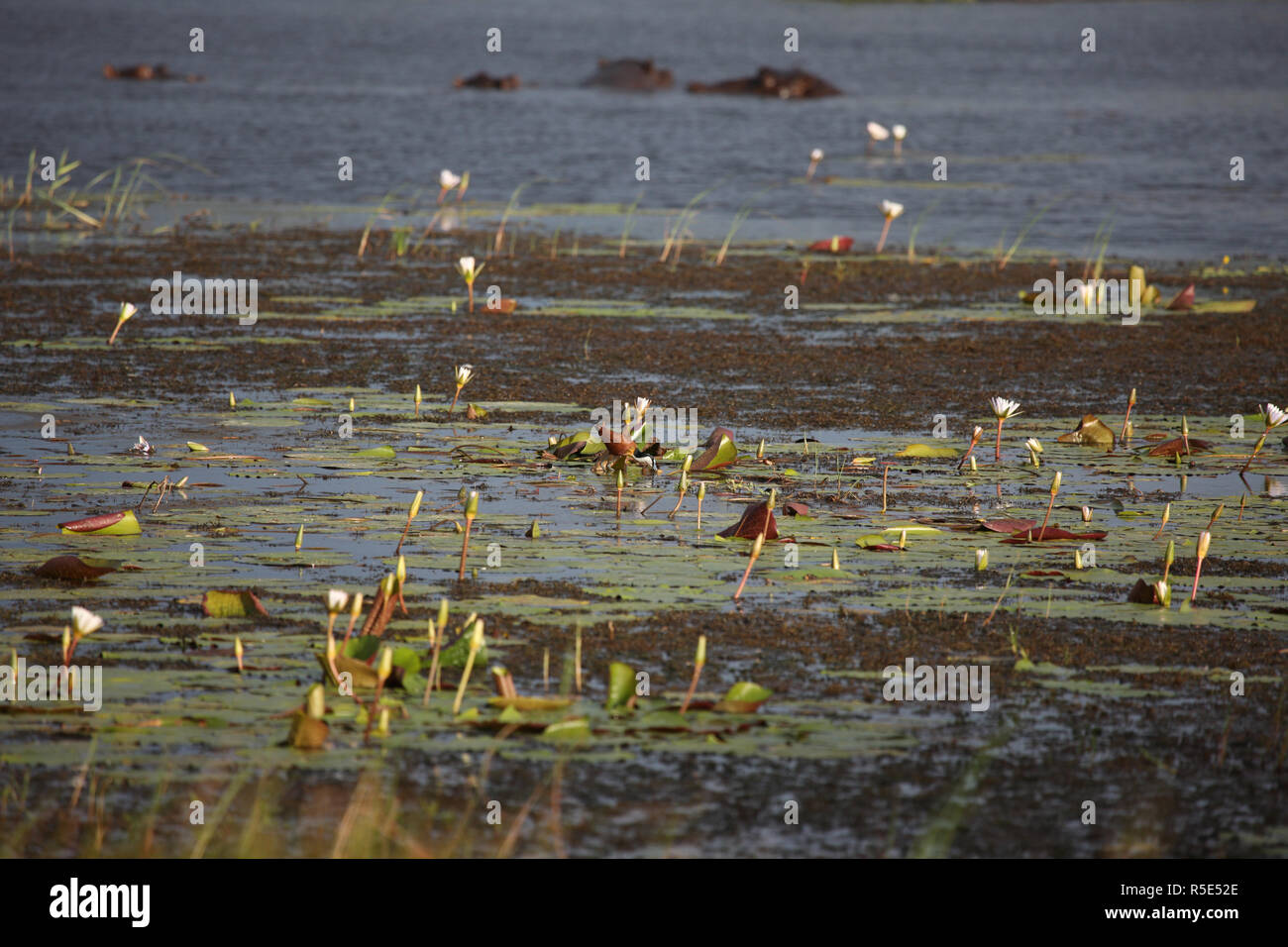 African savannah summer pictrures wild safari Tanzania Rwanda Botswana ...