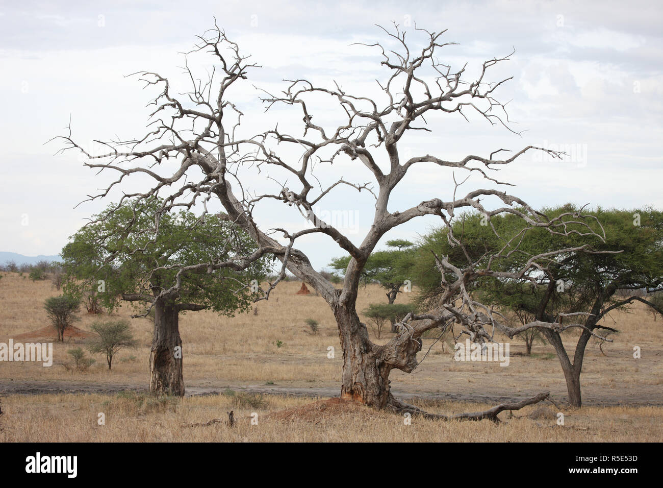 African savannah summer pictrures wild safari Tanzania Rwanda Botswana ...