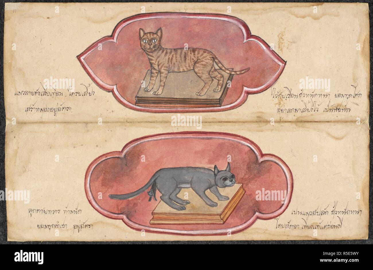 Two cats. [unamed 19th century manuscript from the central region of ...