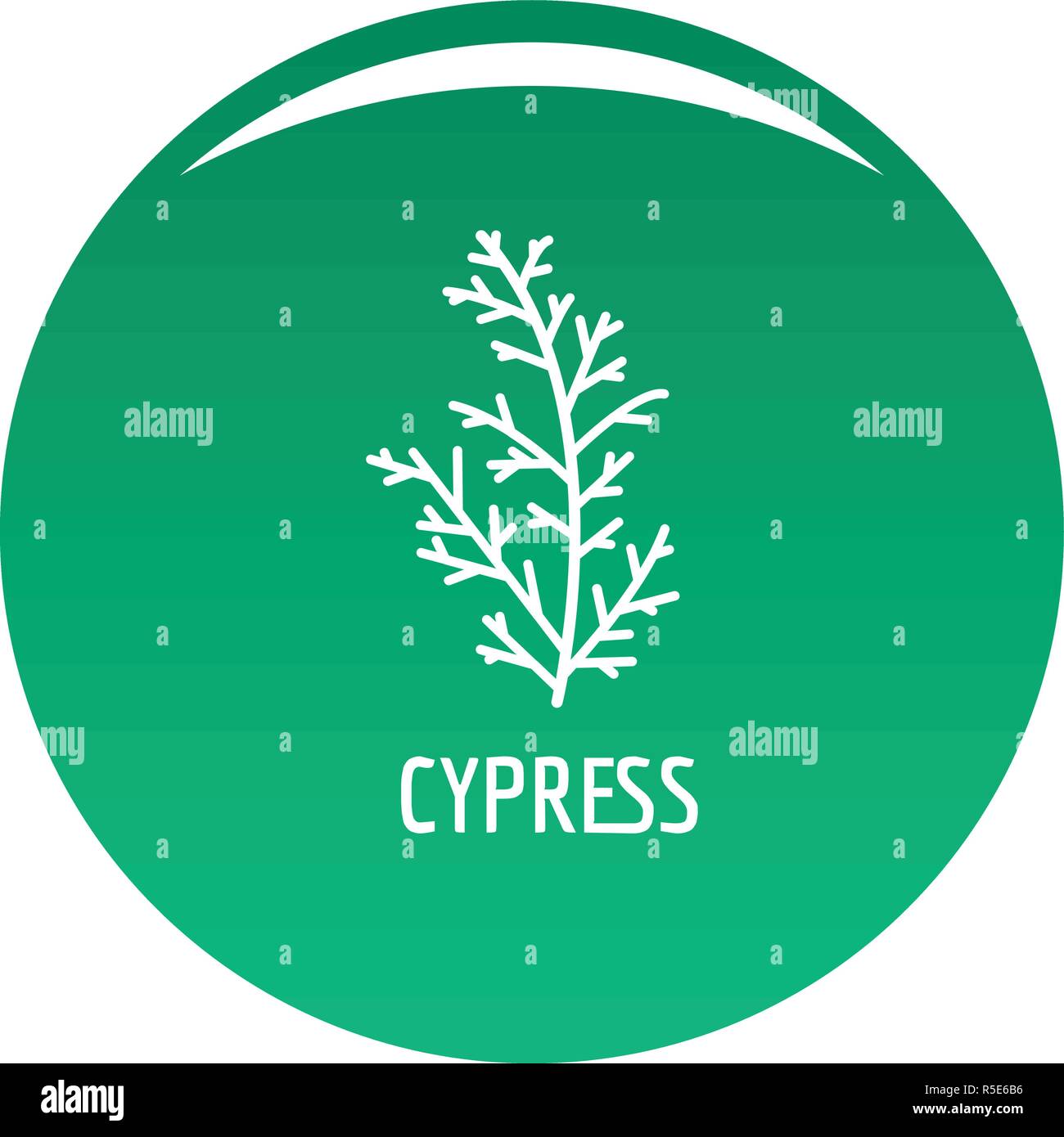 Cypress leaf icon. Simple illustration of cypress leaf vector icon for ...