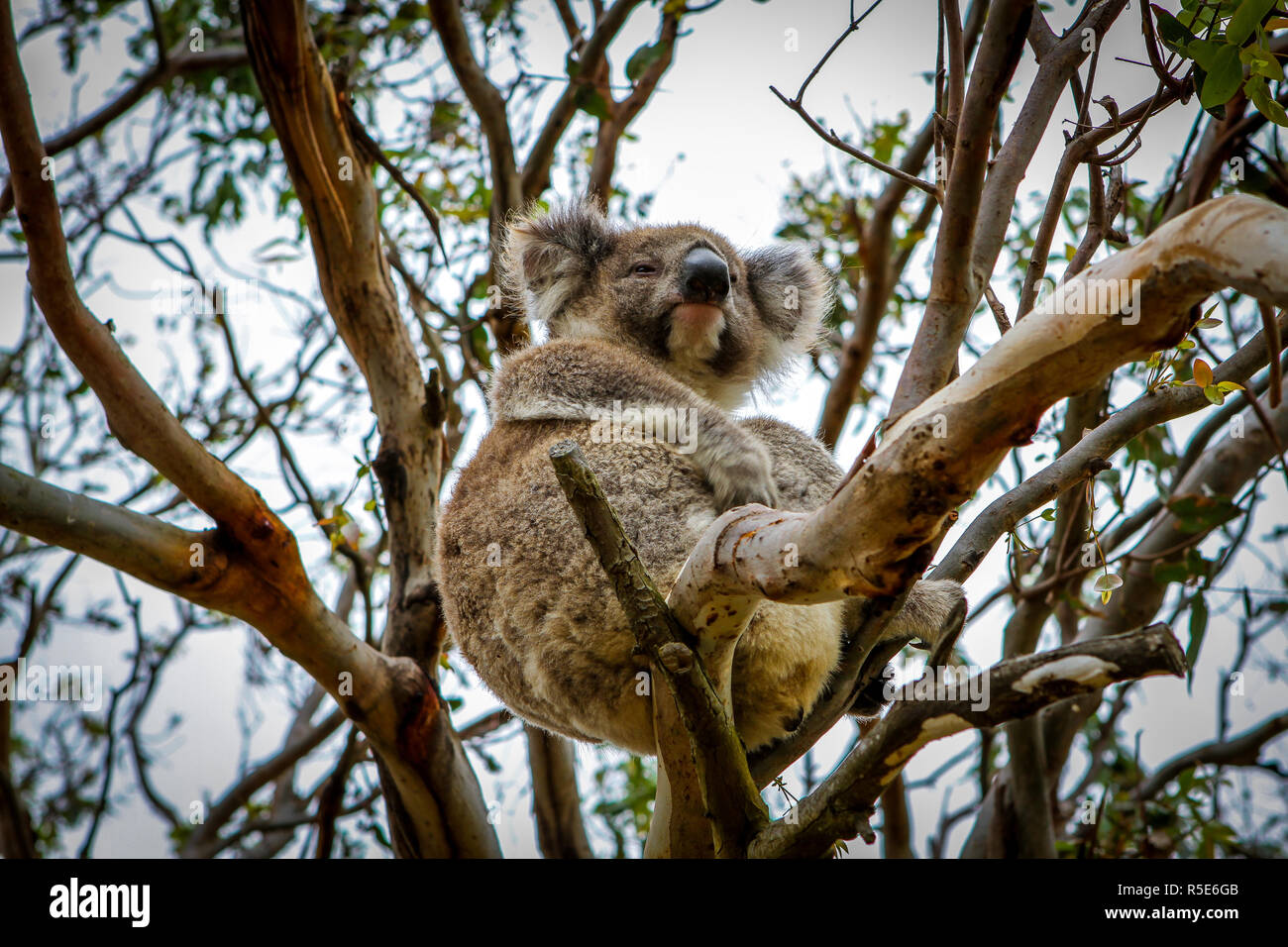 Native Australian Animals High Resolution Stock Photography and Images ...