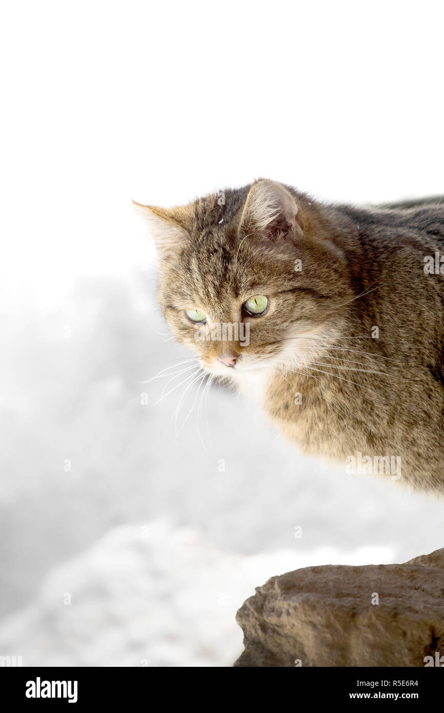 Cat looking around corner hi-res stock photography and images - Alamy