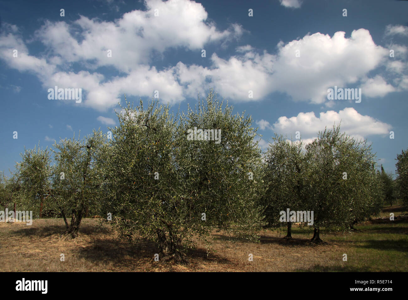Gambassi terme hi-res stock photography and images - Alamy
