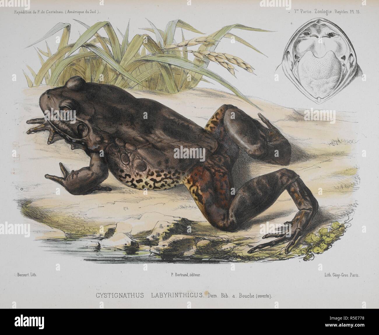 Labyrinthicus hi-res stock photography and images - Alamy