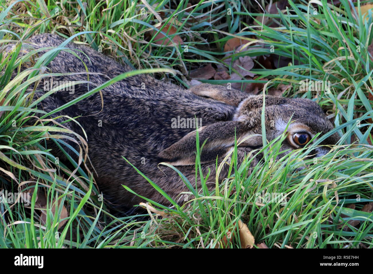 A hare's den in the Netherlands, state Drenthe Stock Photo - Alamy