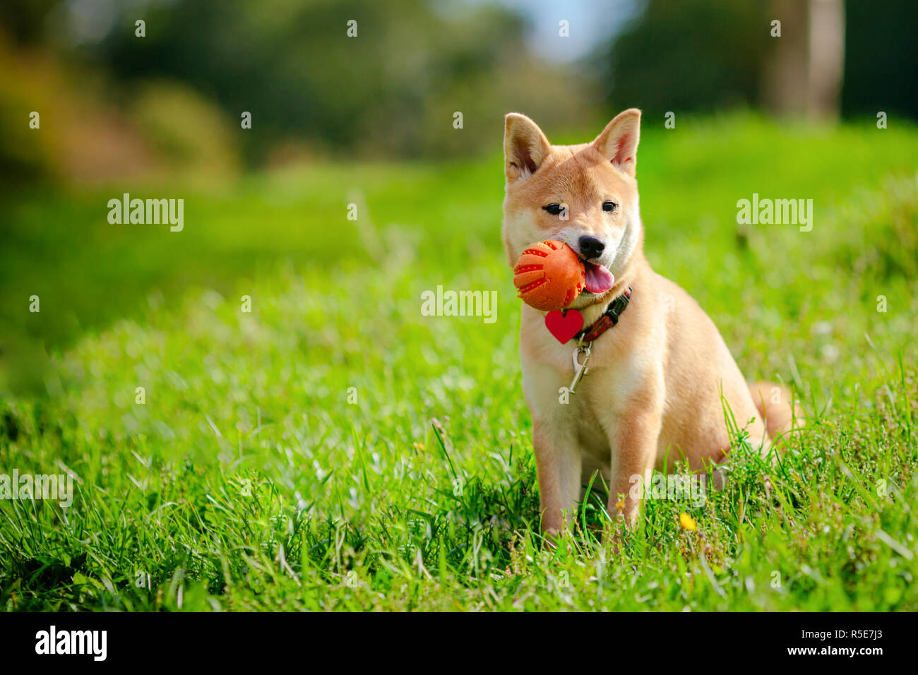 A young shiba inu playing with a ball in green garden Stock Photo - Alamy