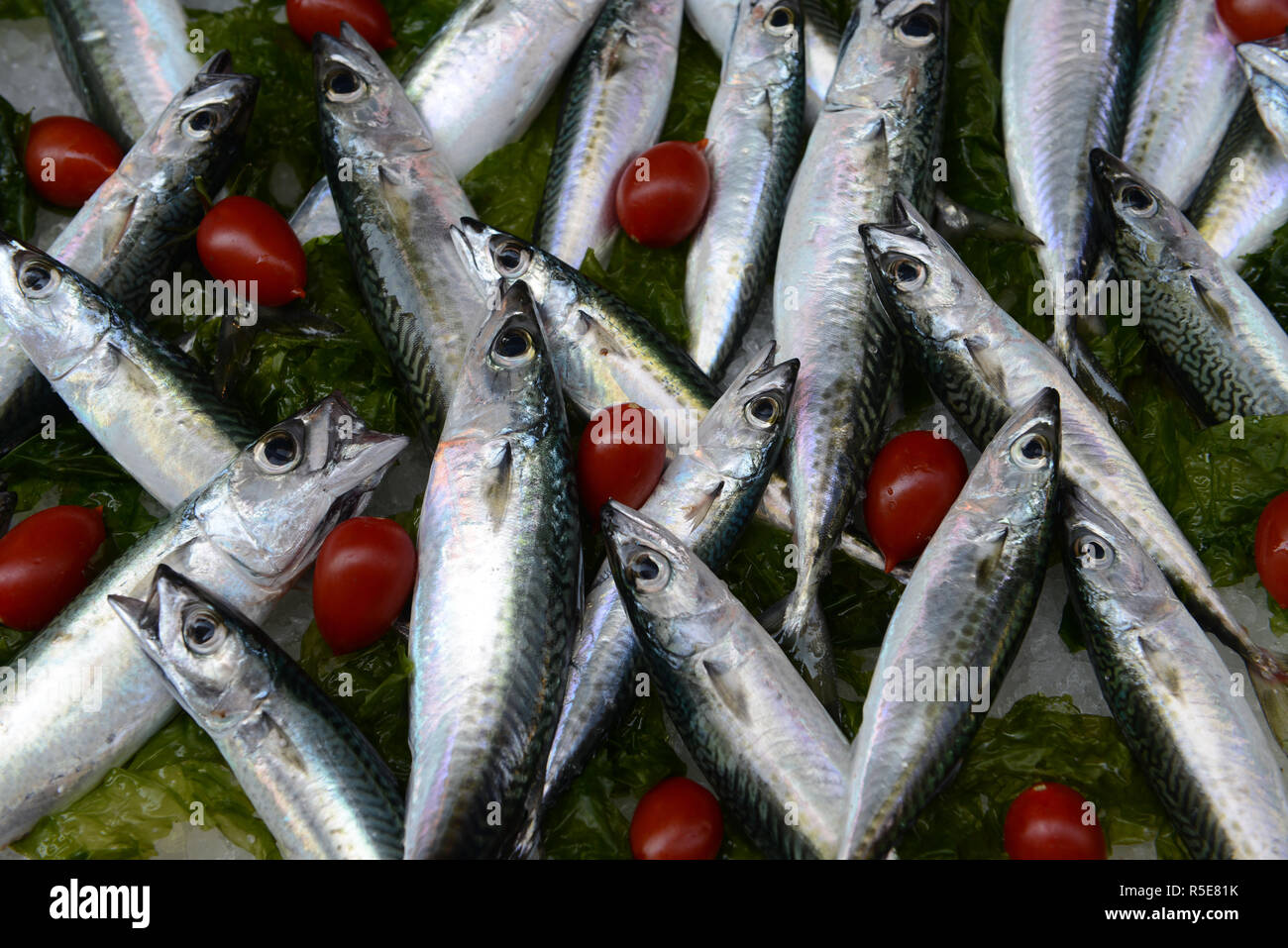Mackerel Fish on ice Stock Photo - Alamy