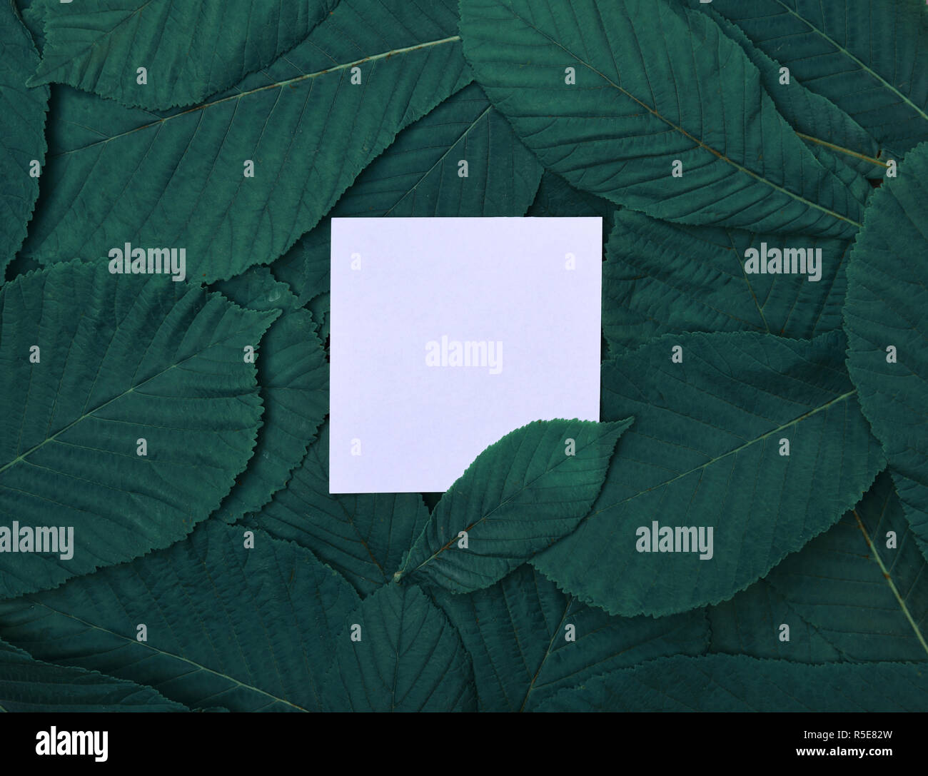 White empty leaf among green leaves of chestnut Stock Photo - Alamy