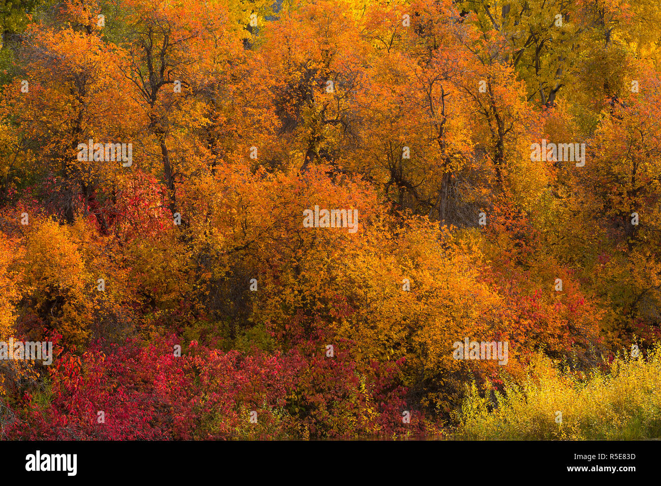 Fall color along the Wenatchee River. Washington. USA Stock Photo - Alamy