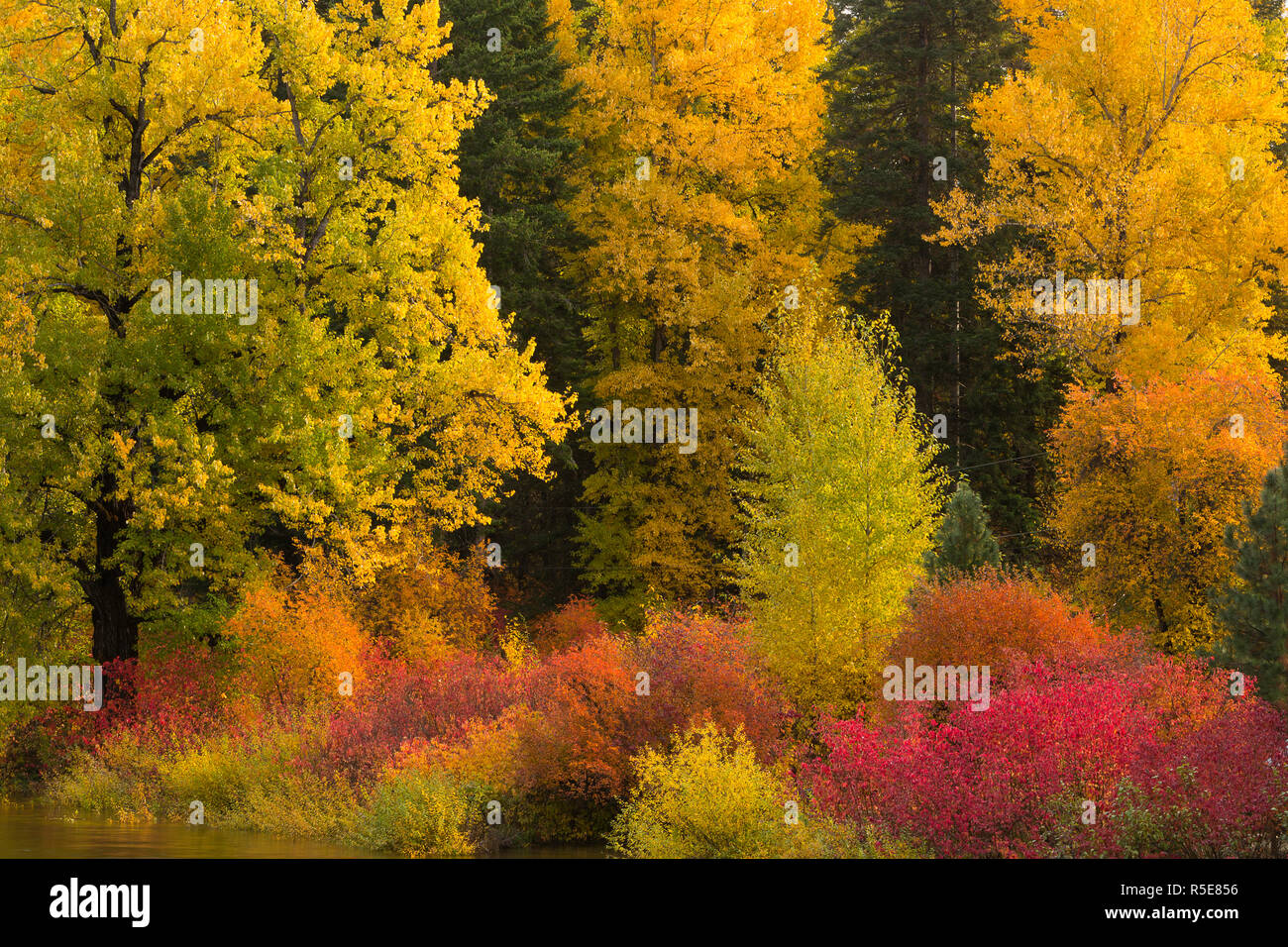 Fall color along the Wenatchee River. Washington. USA Stock Photo - Alamy