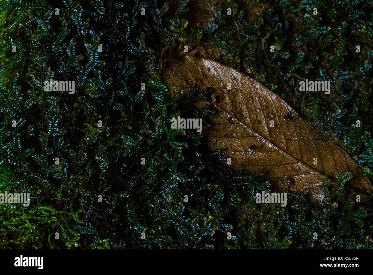 Overgrowth hi-res stock photography and images - Alamy