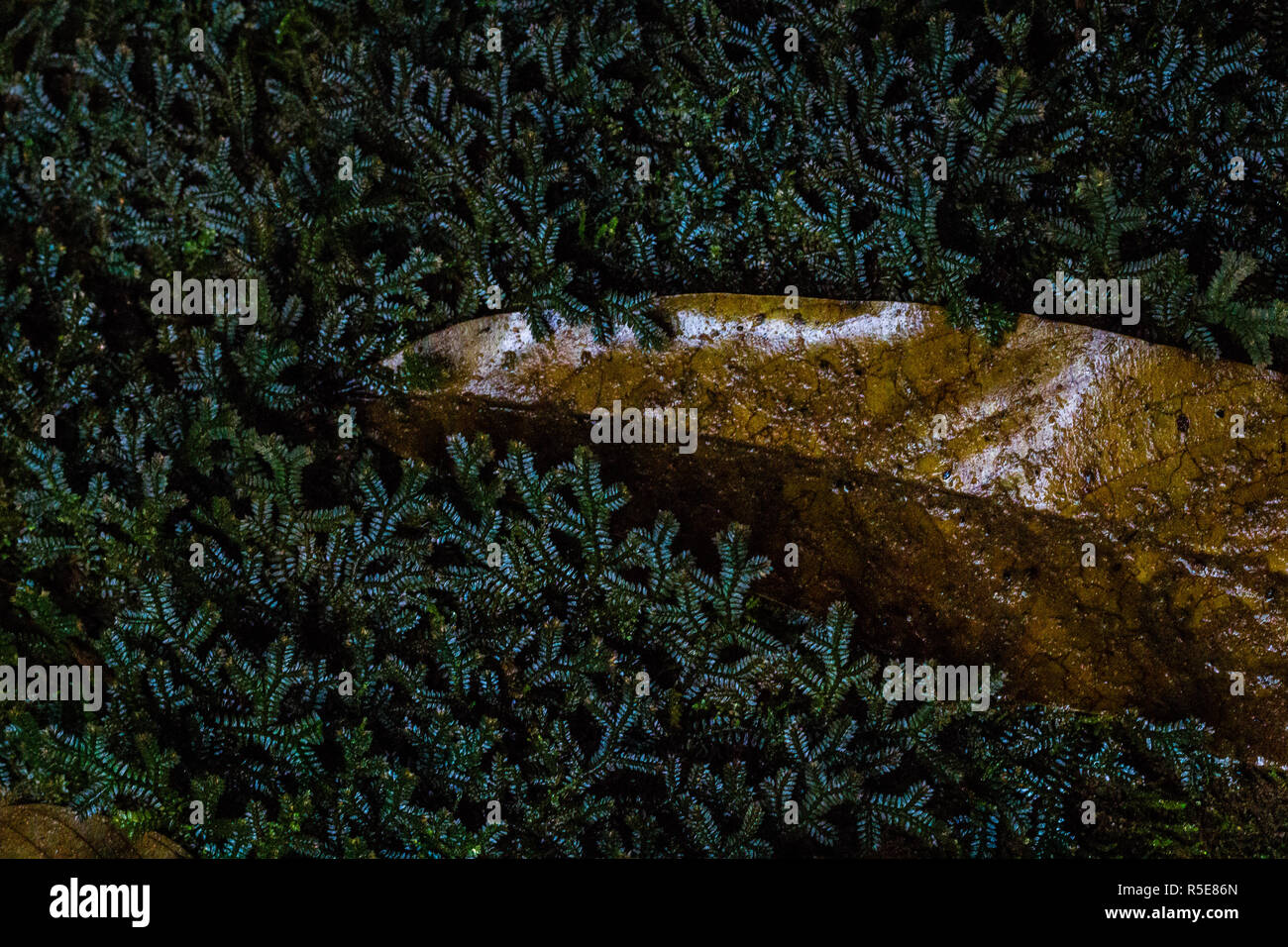 Overgrowth hi-res stock photography and images - Alamy