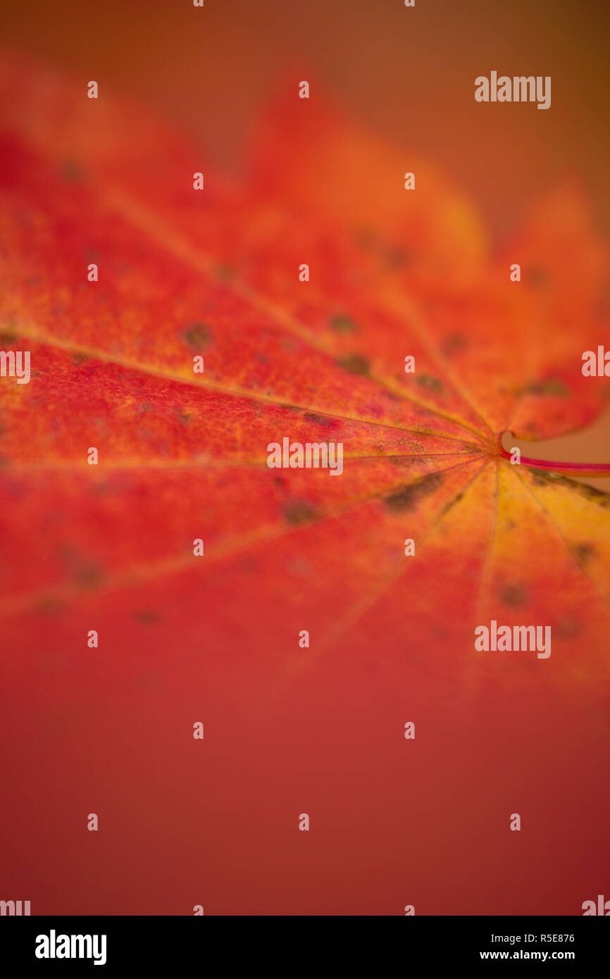 Vine maple leaf hi-res stock photography and images - Alamy