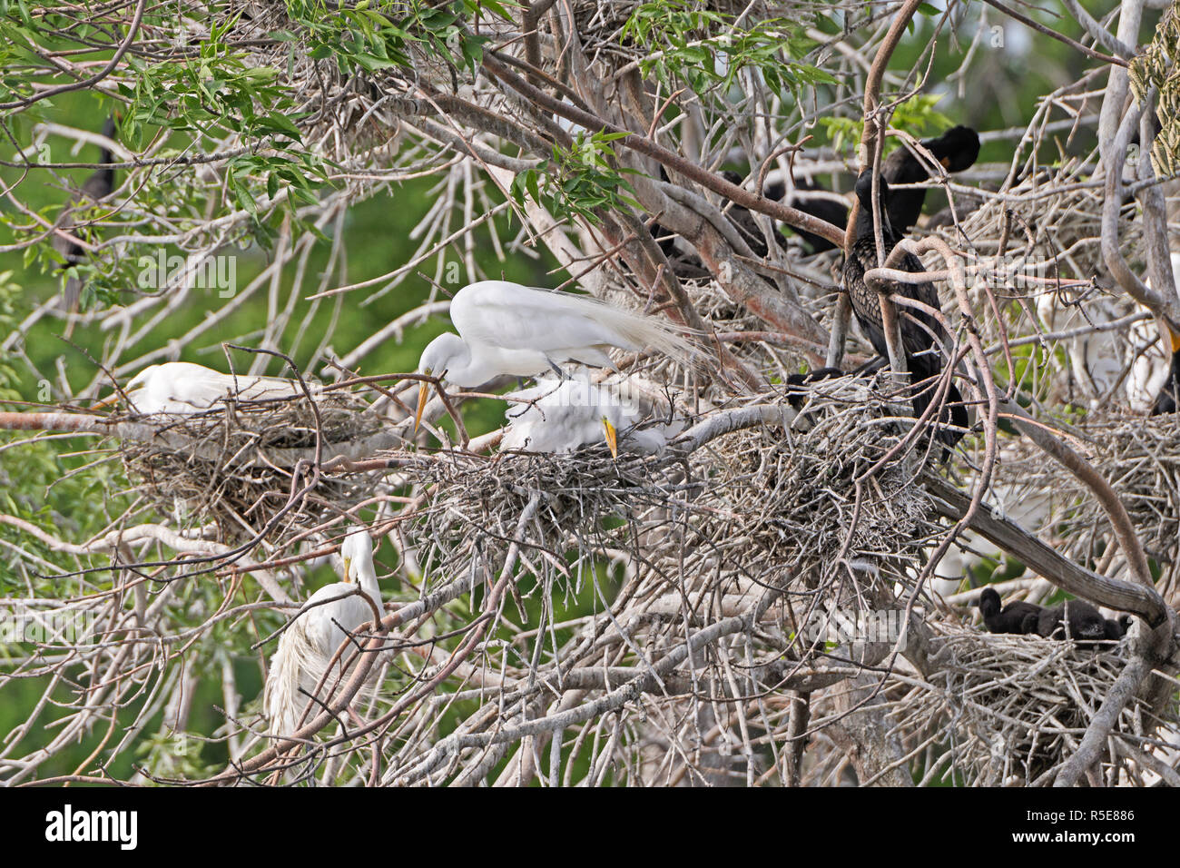 Great Egret Family on its Nest Stock Photo - Alamy