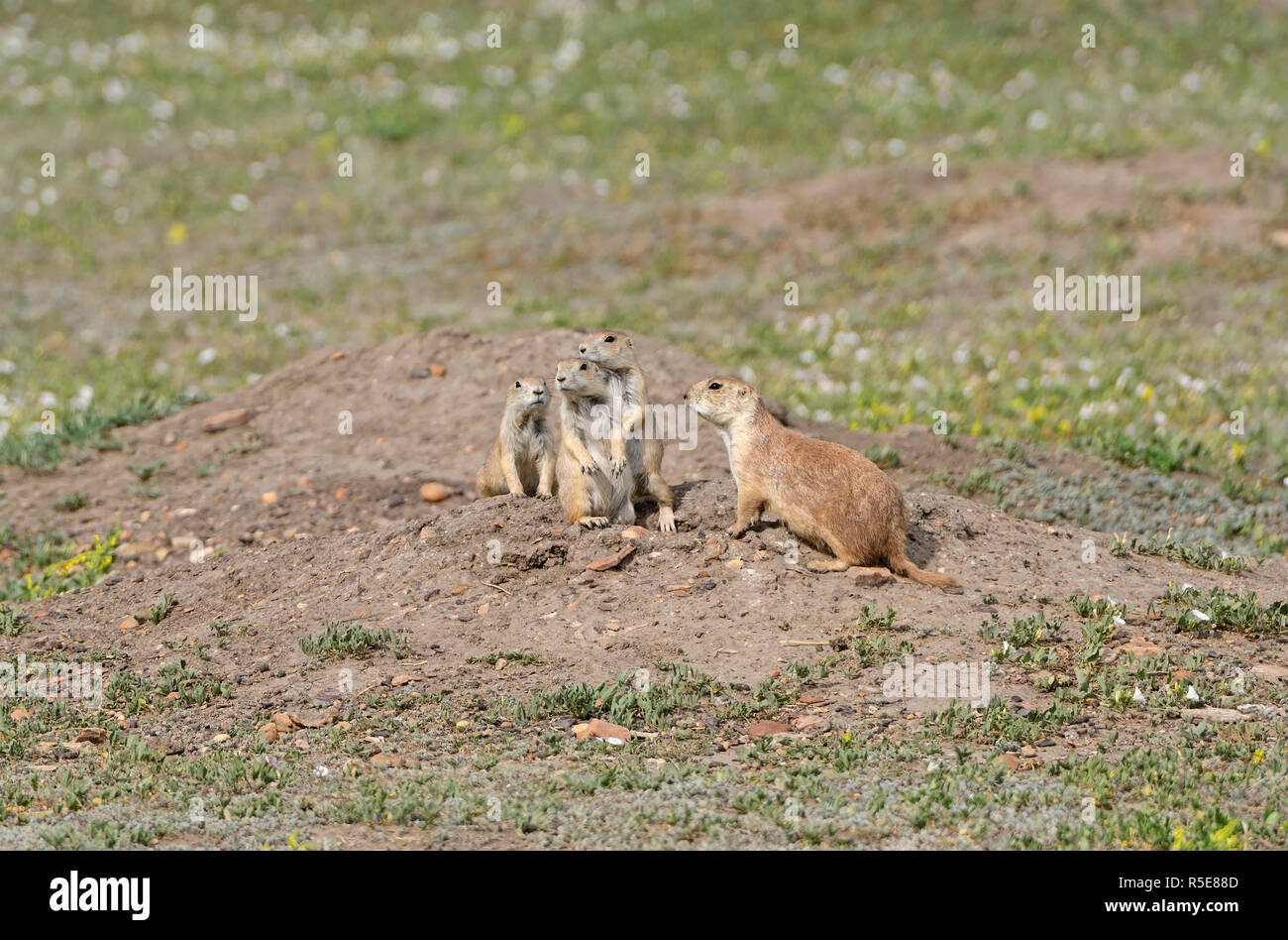 Prairie Dog Family Gathering Stock Photo - Alamy