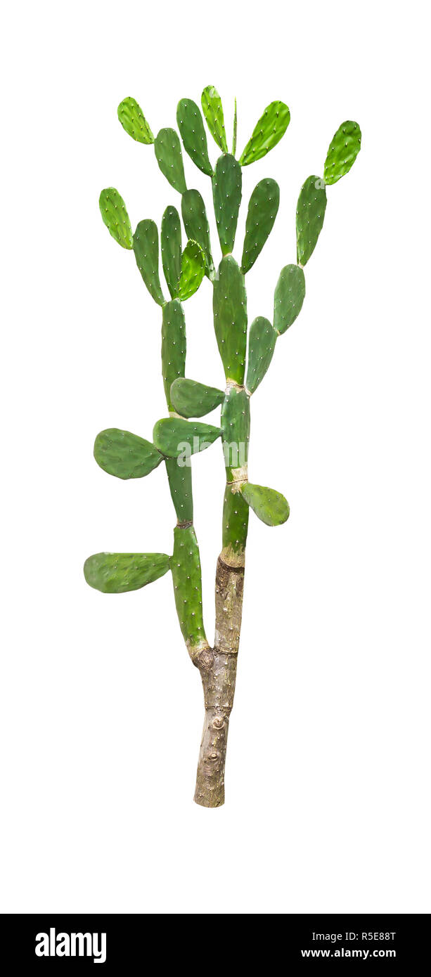 Cactus tree isolated Stock Photo - Alamy