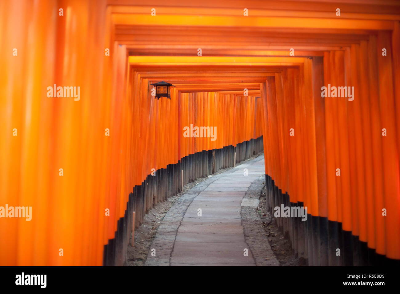 Offering torii gates hi-res stock photography and images - Alamy