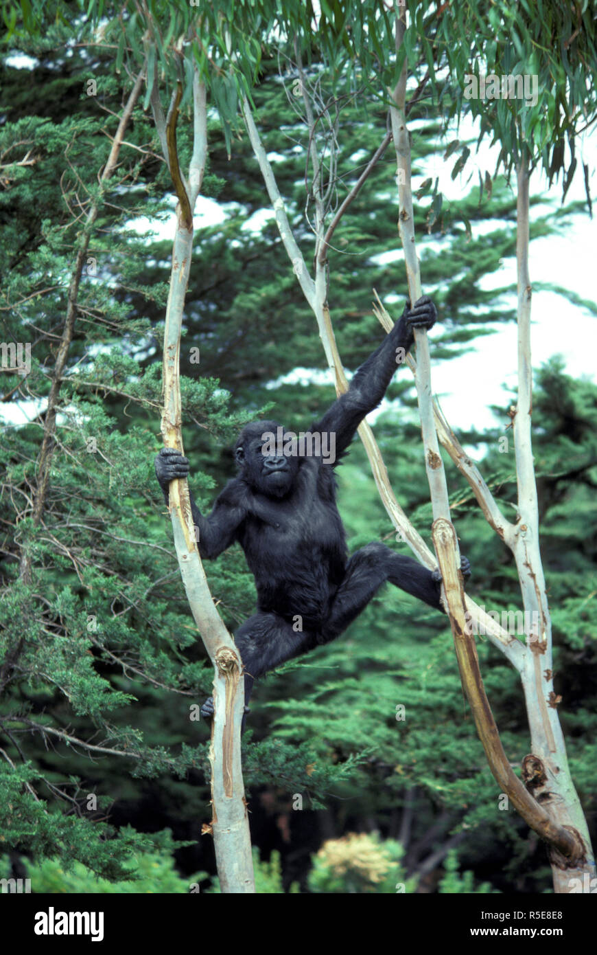 Gorilla g be hi-res stock photography and images - Alamy