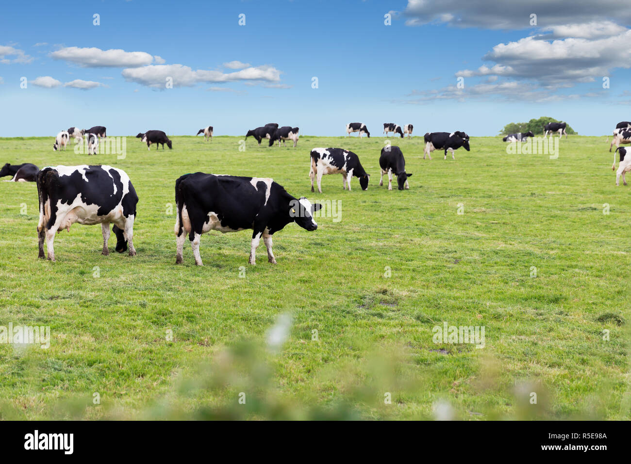 Perfect farm cows on a green meadow field Stock Photo - Alamy