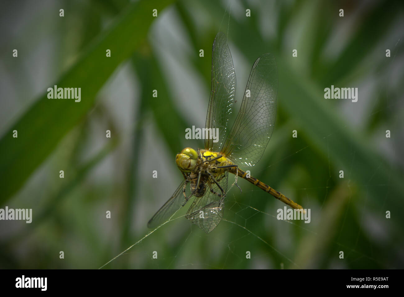 dragonfly caught in spider web Stock Photo - Alamy