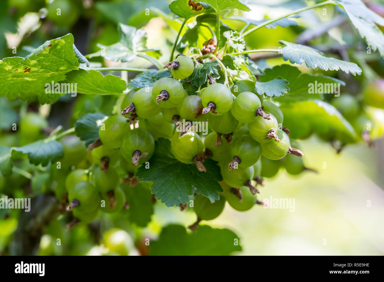 Gooseberry bush uk garden hi-res stock photography and images - Alamy