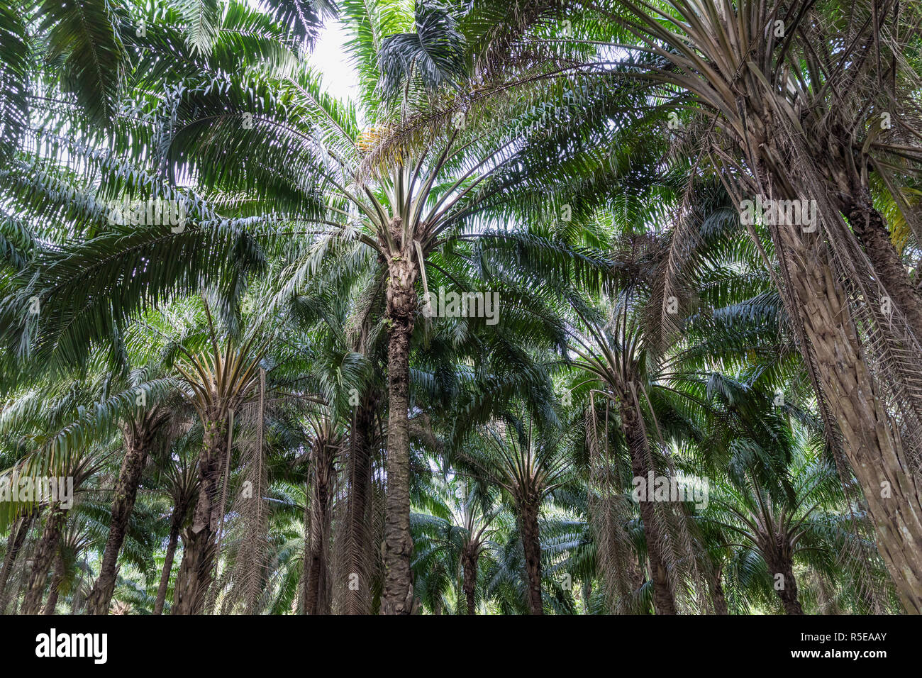 African oil palm tree hi-res stock photography and images - Alamy