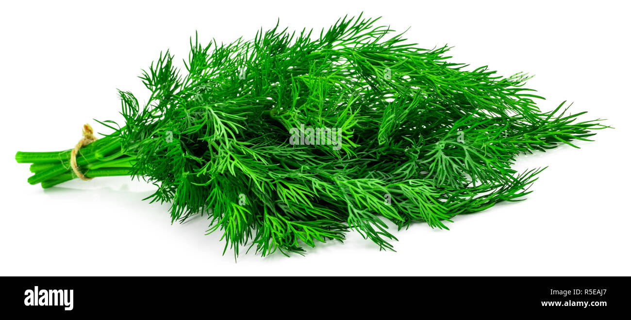 bunch fresh green dill isolated on white background Stock Photo - Alamy