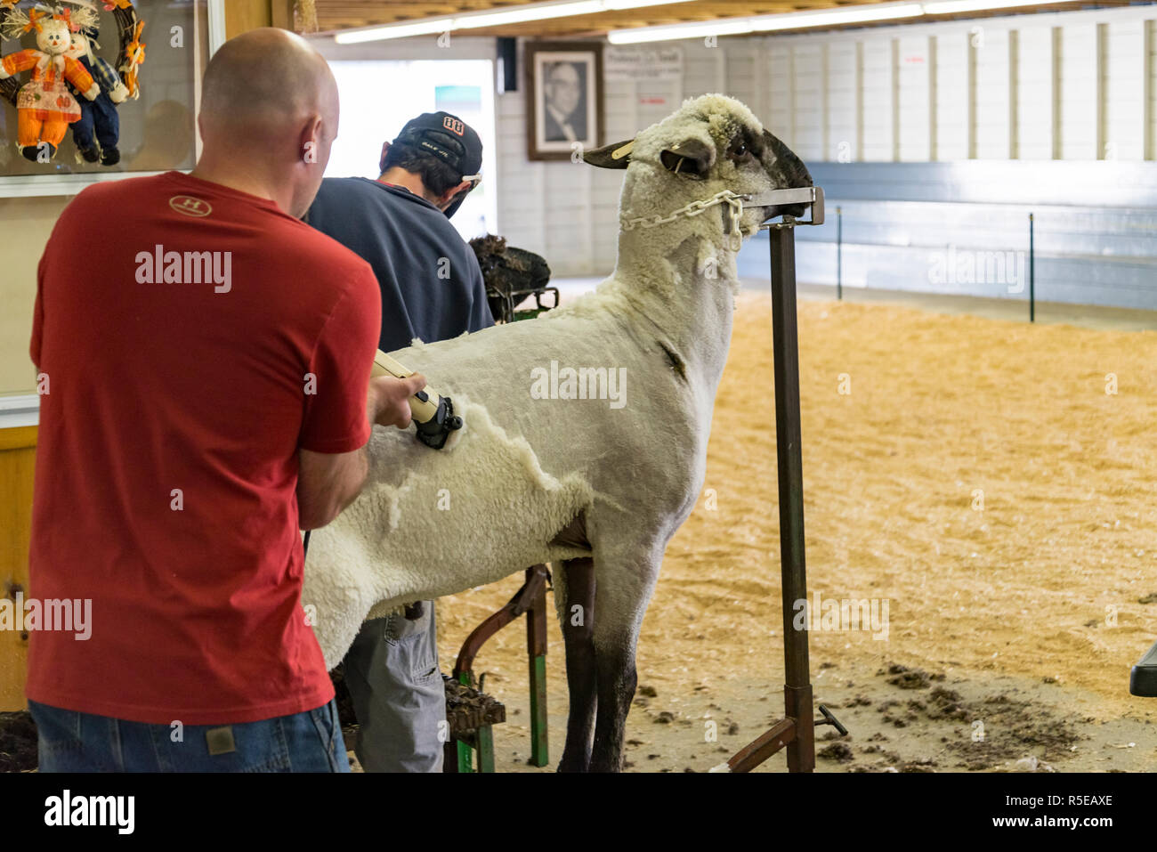 Farmers shear sheep in a farm in Maine, USA Stock Photo - Alamy