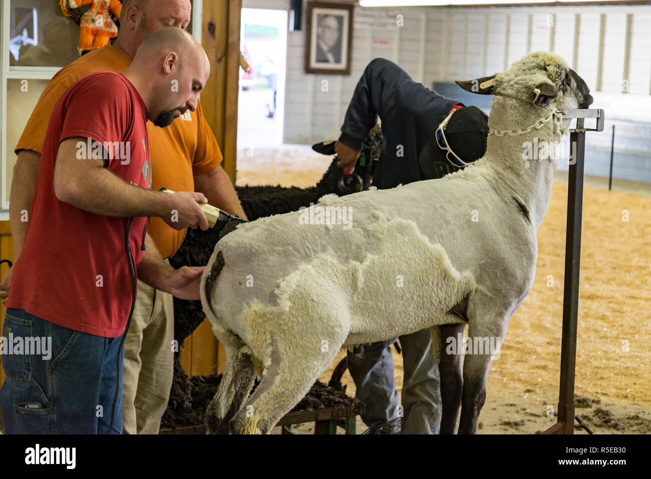 Farmers shear sheep in a farm in Maine, USA Stock Photo - Alamy