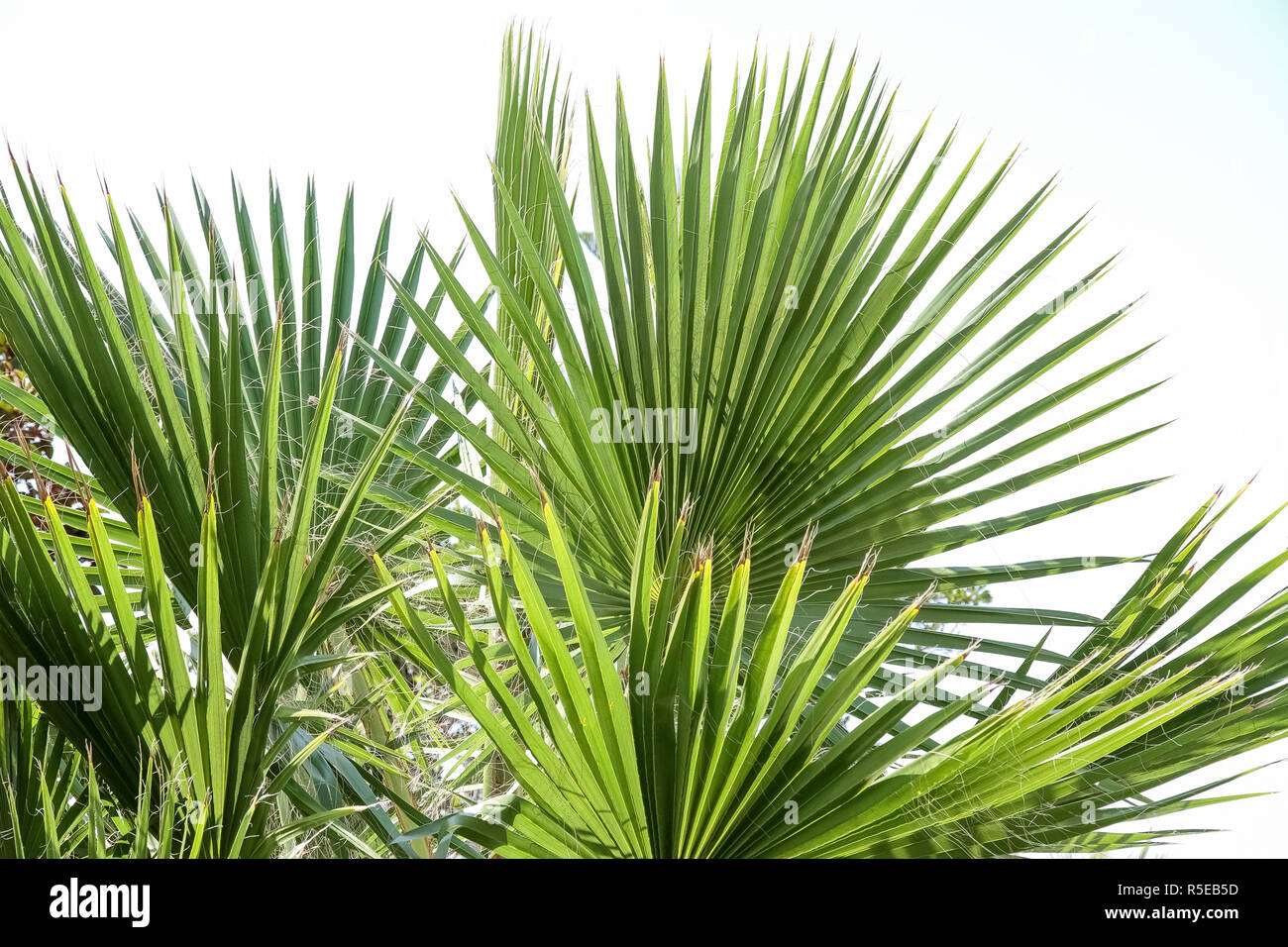 horizontal view of palm tree leafs on white background Stock Photo - Alamy