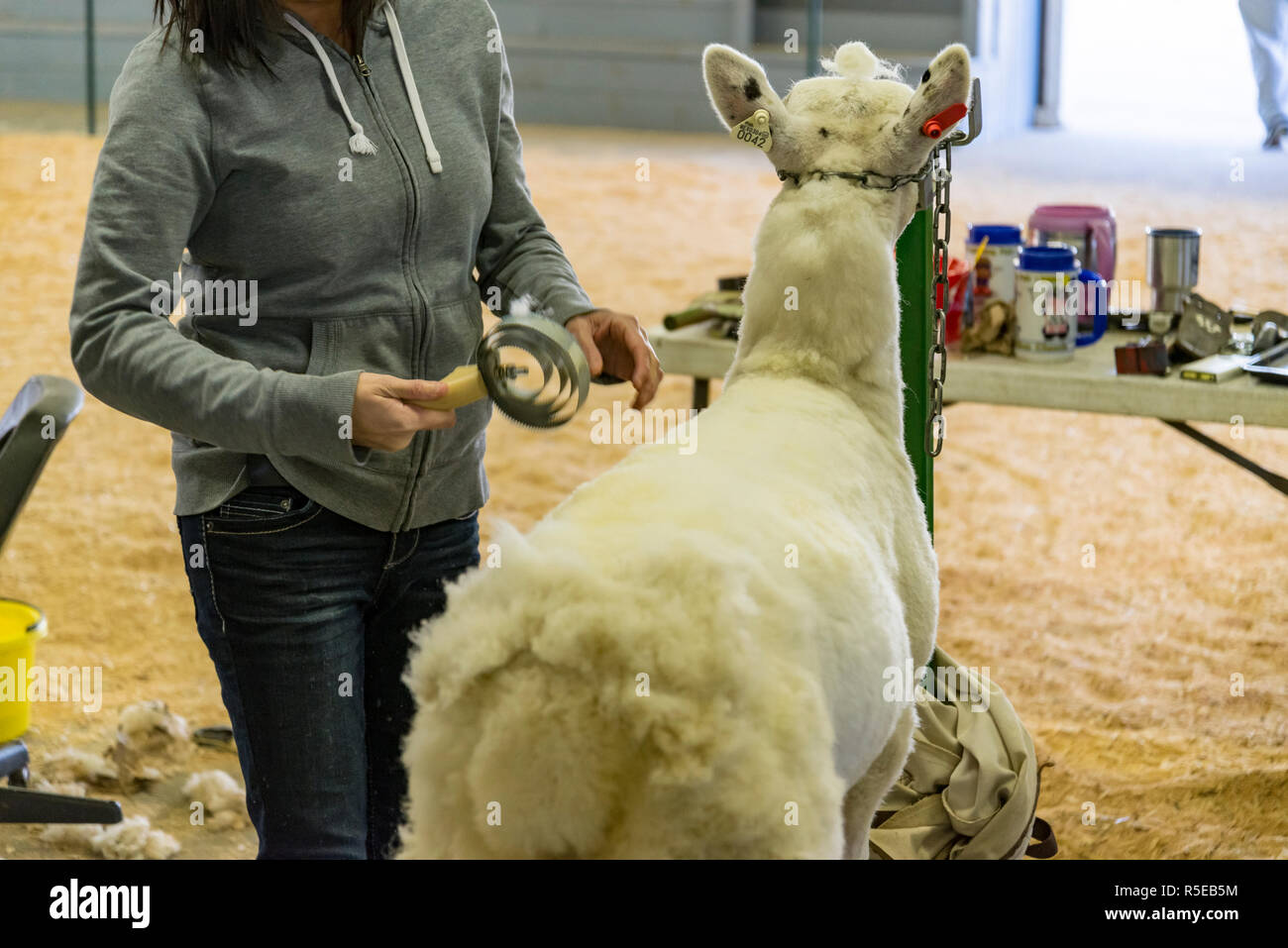 Farmers shear sheep in a farm in Maine, USA Stock Photo - Alamy