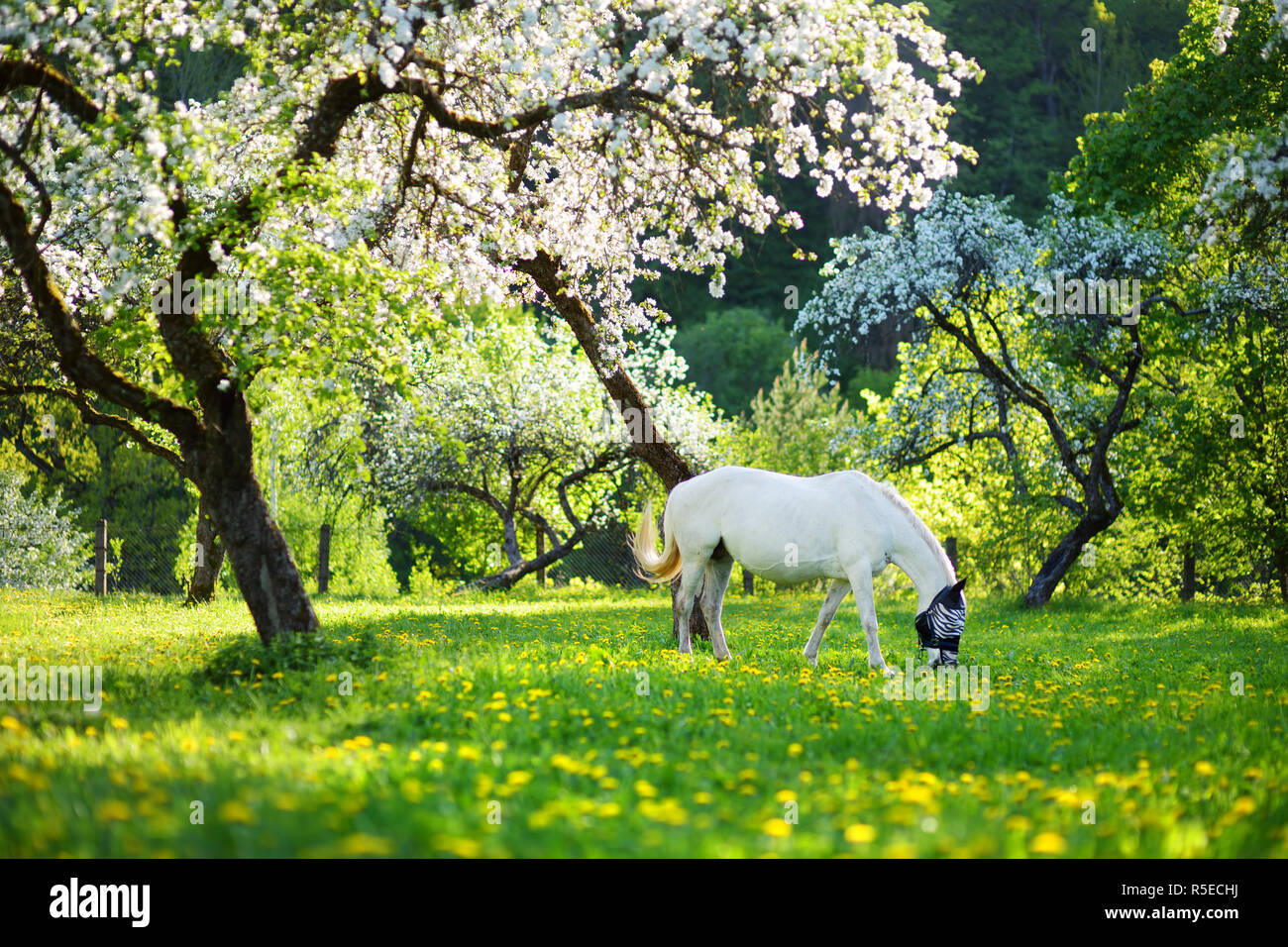 White horse alley hi-res stock photography and images - Alamy