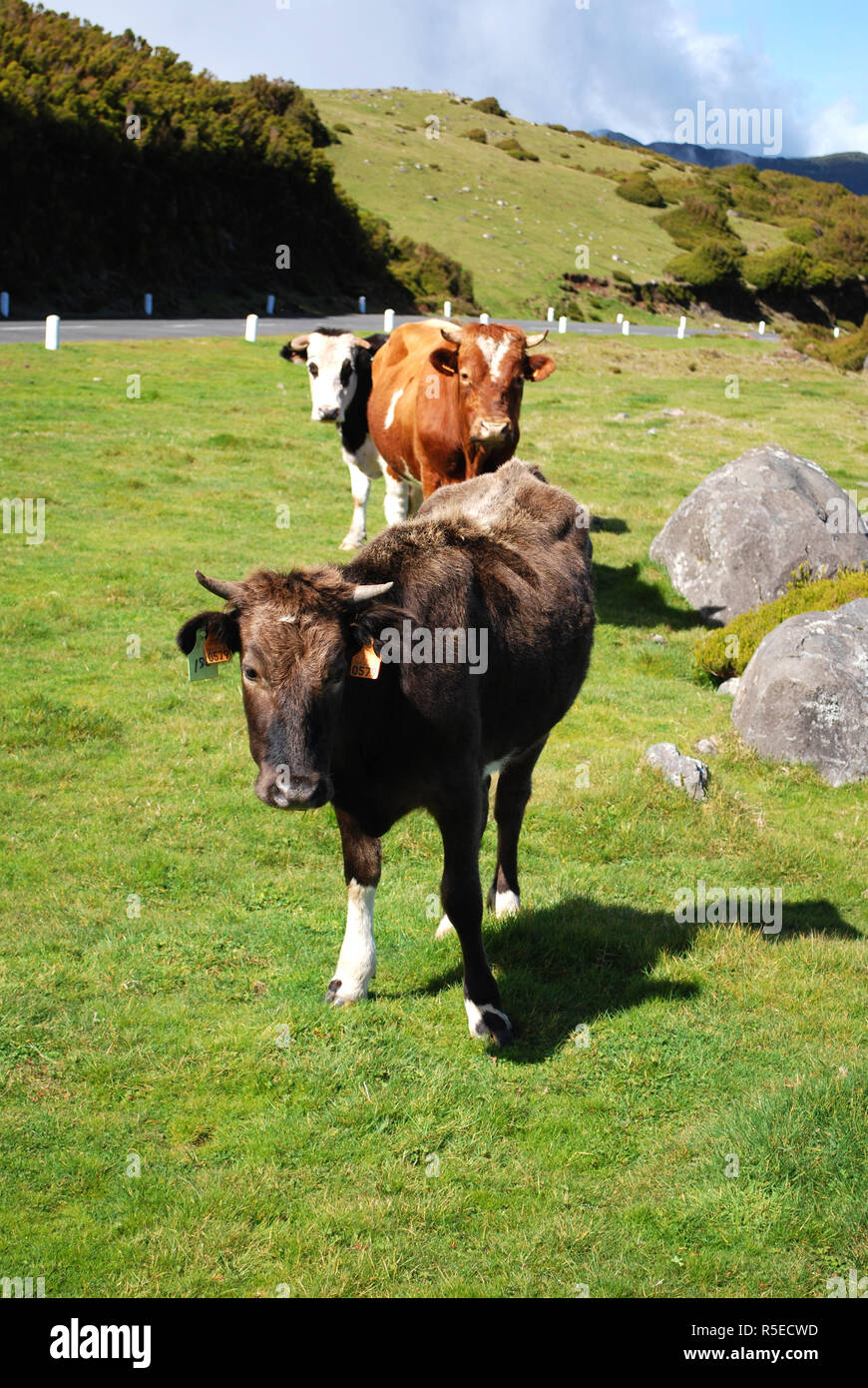 A herd of cows on green grass staring curiously in Madeira, Portugal ...